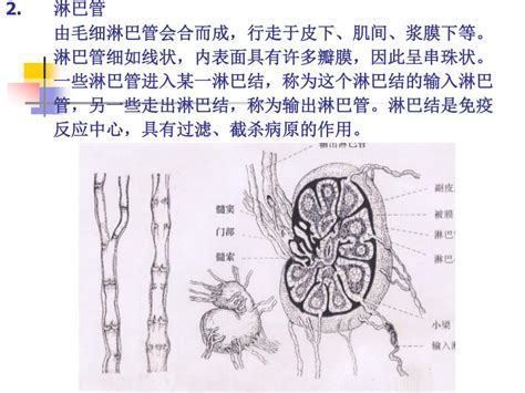Ppt 第九章 淋巴系统 包括 淋巴 管 ，淋巴组织和淋巴器官。淋巴系统可被看作是心血管系的辅助系统，淋巴系统和心血管系统共同构成循环系统。淋巴系统又是体内主要的免疫系统