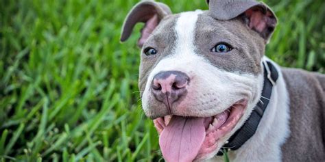 Cosa Fare Se Il Tuo Cane Viene Morso Da Un Serpente Pet Yolo