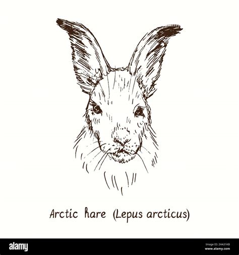 Drawing Of Arctic Hare