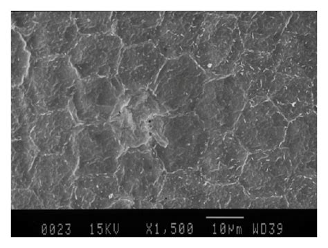 Representative Images From Scanning Electron Microscopy Sem Of Download Scientific Diagram