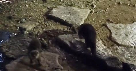 도심 하천의 귀여운 친구 수달