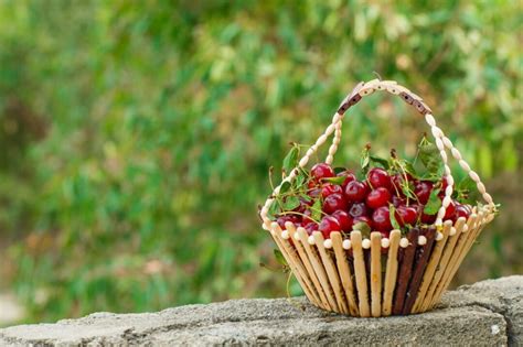 Досвідчені дачники розповіли чому томати не можна садити поруч із вишнею Читайте на Ukr Net