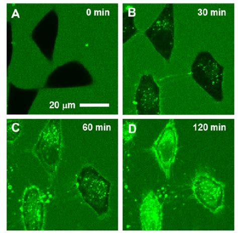 为什么那么多品牌都看上了环肽？ 知乎