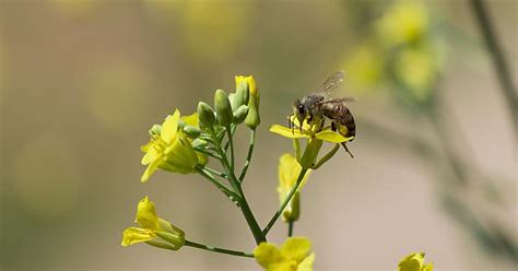 Bee On A Flowering Broccoli Imgur