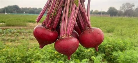 Natural Red Beetroot Seeds Ruby Packaging Type Pouch Packaging Size