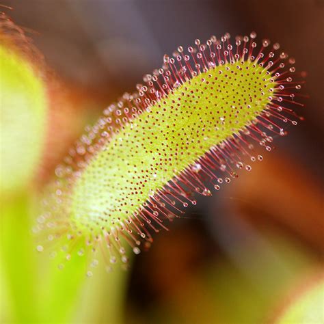 Filecarnivorous Plant Time Lapse Drosera Capensis Live Carnivorous Cape Sundew Drosera Capensis