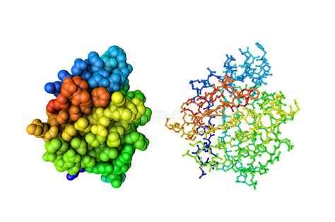 Human Brain Fatty Acid Binding Protein Oleic Acid Molecular Models
