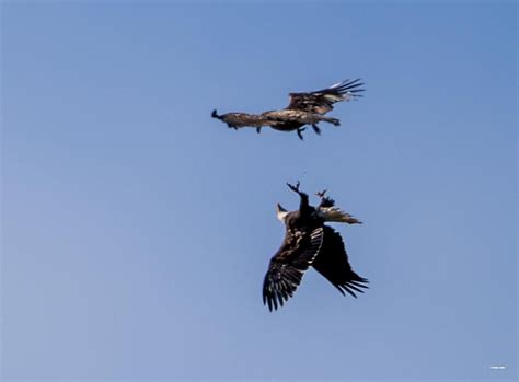 Red Tailed Hawk Vs Bald Eagle R Bellingham