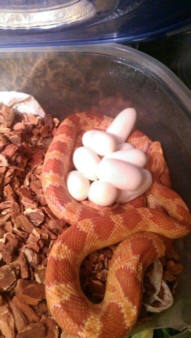 Elmo Laid Eggs Elmo Eggs