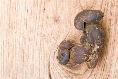 똥꼬 사진 무료 고품질 사진 다운로드 Freepik