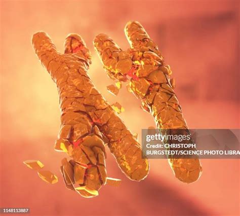 Gene Defect Photos And Premium High Res Pictures Getty Images