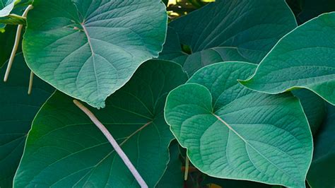 Beneficios Que Tienes Que Conocer Sobre El Té De Hoja Santa