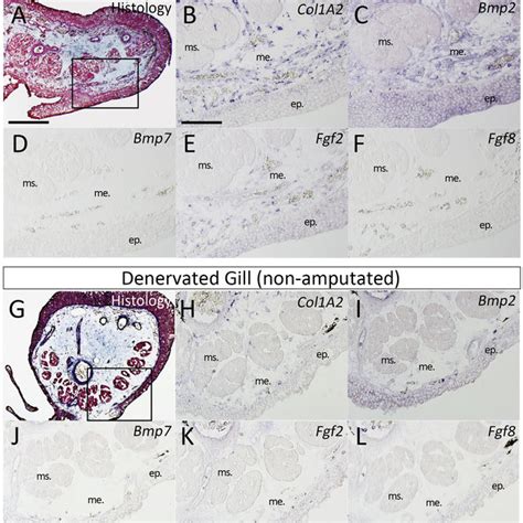 Fgf And Bmp Gene Expression Patterns In The Axolotl Gill Gene Download Scientific Diagram