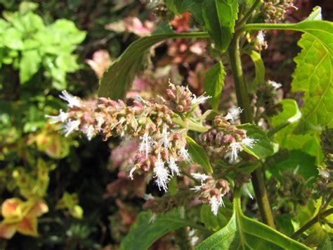 Patchouli Pogostemon Cablin