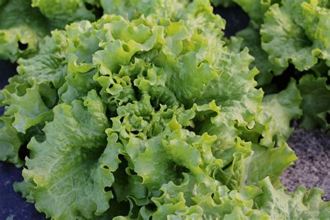 Гейзер семена салата батавия светло-зеленого 20 г ЭС мини ELITE PLANT ...