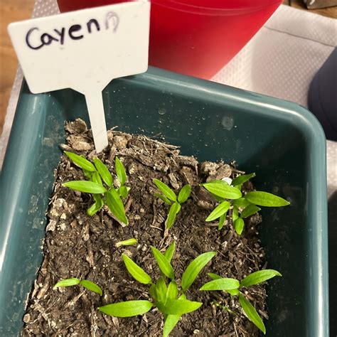 🌶 What Temperature Does My Cheyenne Chilli Pepper Need