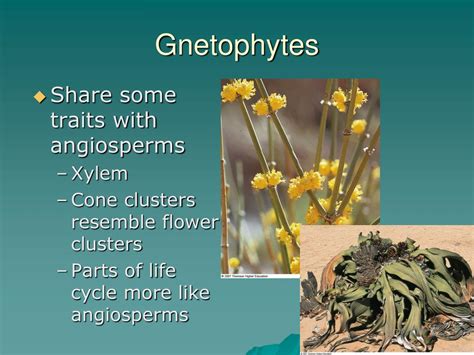 Ppt Gymnosperms Powerpoint Presentation Free Download Id1831026