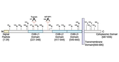 Cdcp1 A Mediator For Cell Signaling In Cancers Cusabio