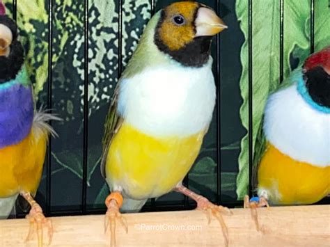 Orange Head Lady Gouldian Finches For Sale