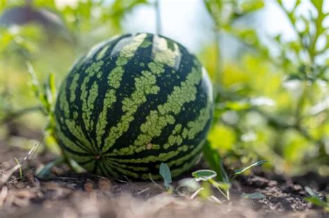 7 Picks For Best Fertilizer For Watermelons Minneopa Orchards