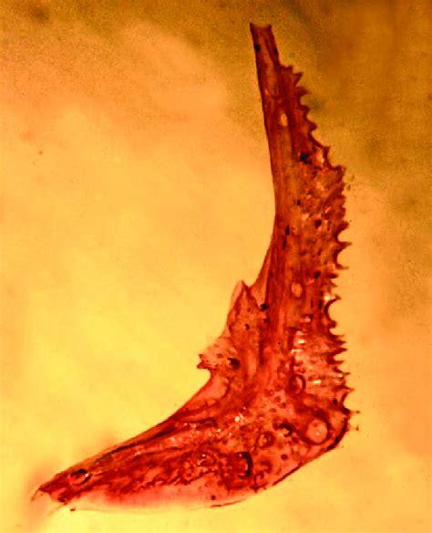 Preopercle Bone Of Dicrossus Gladicauda Serrated Posterior Edge On The