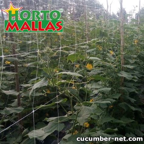 Cucumber Trellis Spacing Provides Equal Growing Conditions To All Plants Cucumber Net