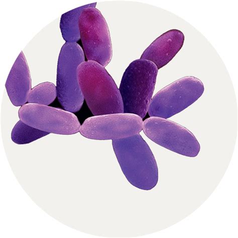 Halobacteria Restoring Elasticity Serum Ahava