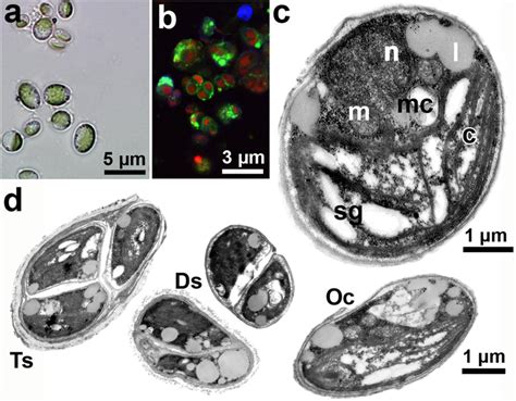 Morphology Of Microalgae C Veronica Sp Nov Isolated From A Download Scientific Diagram