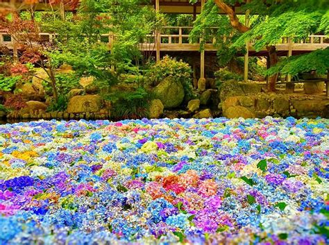 雨引観音あじさい祭 2022 人気の水中華やライトアップ時間開花の最新情報茨城桜川市 One Access