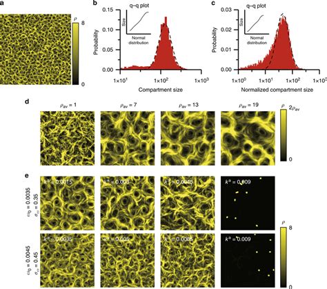 Mathematical Model For The Dynamical Network Of C Elegans The Colour Download Scientific