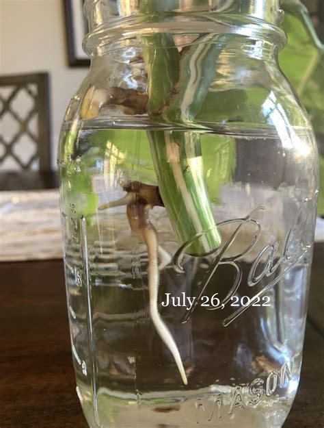 From Stem Rot To Cutting To New Leaf Progress From July To Feb Of This Unplanned Cutting