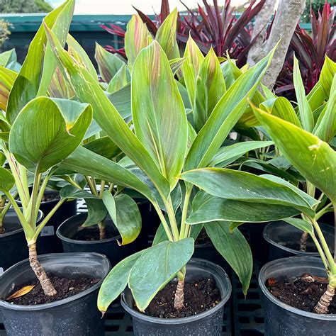 Ti Leaf Exotica Maris Gardens