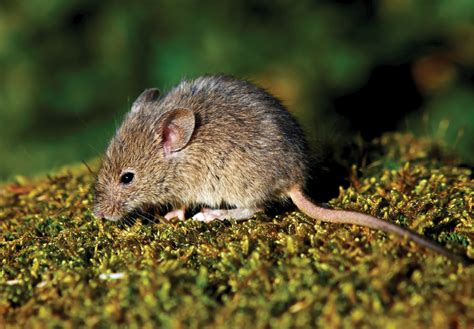 Why Mouse In House At Arthur Lawrence Blog