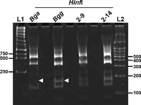 Identification Of Isolates 2 9 And 2 14 By Pcr Rflp Analysis L1 1 Kb Download Scientific