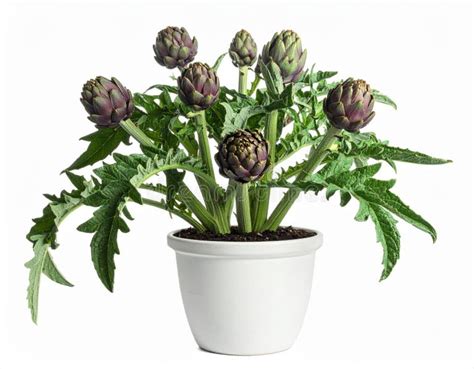 Artichoke Plant In White Pot Stock Illustration Illustration Of