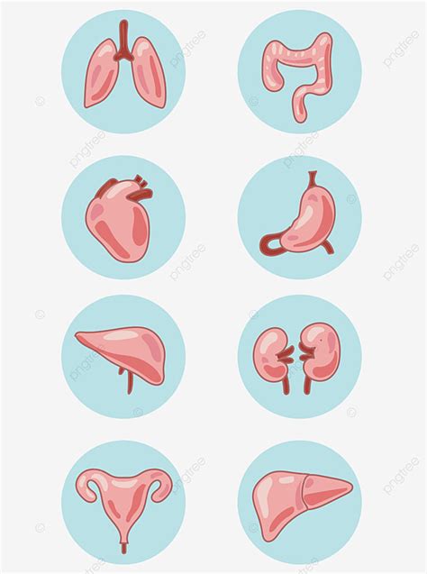 인간 장기 디자인 요소 사람 기관 오르간 내부 장기 Png 일러스트 및 벡터 에 대한 무료 다운로드 Pngtree