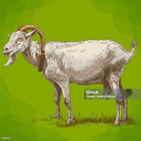 Engraving Illustration Of Goat Stock Illustration Download Image Now