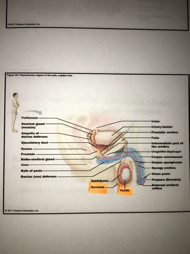 Reproductive System Flashcards Quizlet