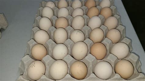 Ayam Cemani Hatching Eggs Cackle Hatchery®