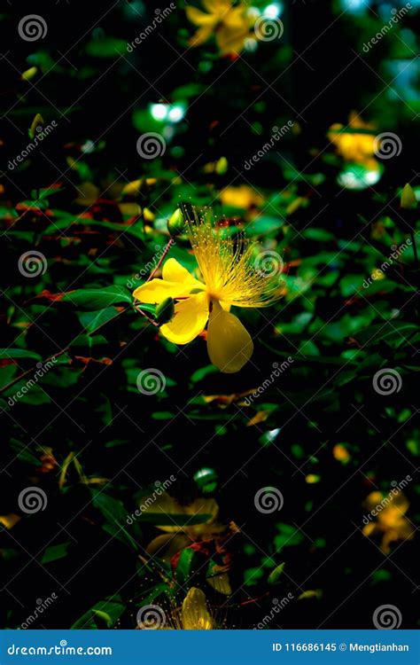 Hypericum Hypericum Monogynum L Stock Image Image Of Long Slender