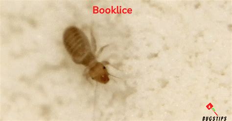 20 Surprising Tiny Bugs In Bed You Need To Know About And How To Get