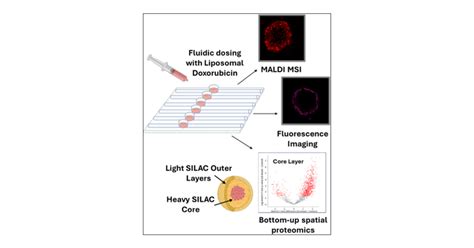 Maldi Imaging And Spatial Silac Proteomics Of Three Dimensional Multicellular Spheroids