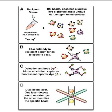 Flow Cytometry Crossmatch A Serum From The Recipient Is Added To