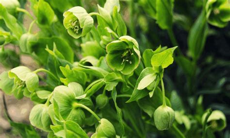 14 Green Flowers