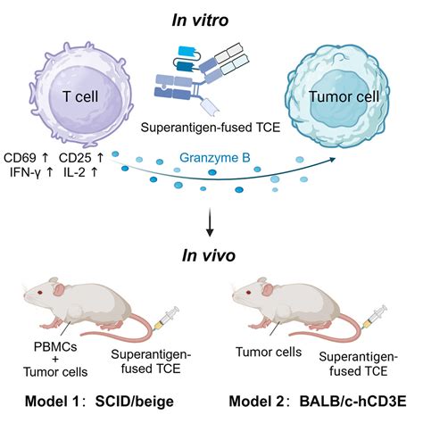 Superantigen Fused T Cell Engagers For Tumor Antigen Mediated Robust T Cell Activation And Tumor