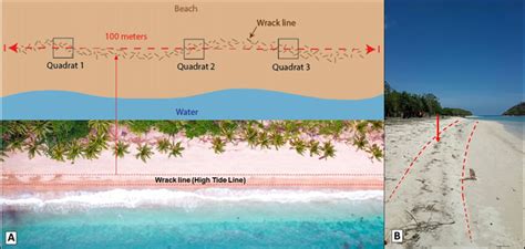 Illustration On A General Procedure Of Transect Quadrats Placement Download Scientific