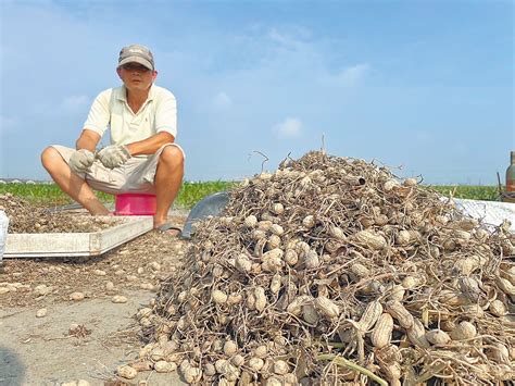 雲林花生受災減收5成 產季延後 地方新聞 中國時報