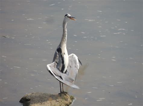堺にこんな大きな鳥がサギのなかま 堺いきもの情報館 堺生物多様性センター