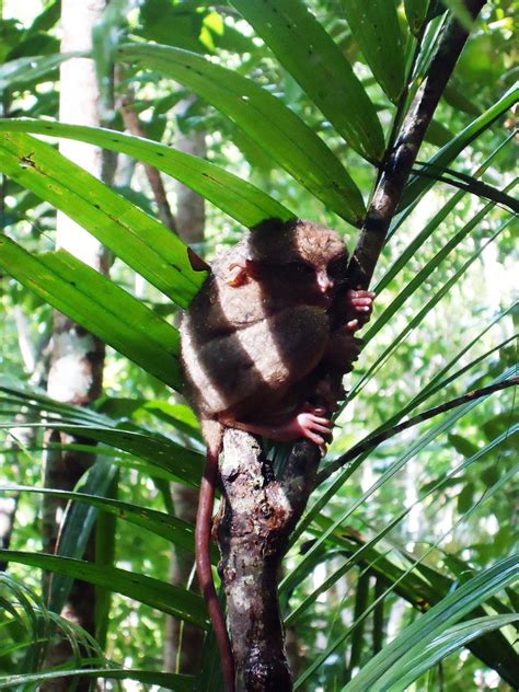 The Traveller And Her Thoughts Tarsier Worlds Smallest Primate