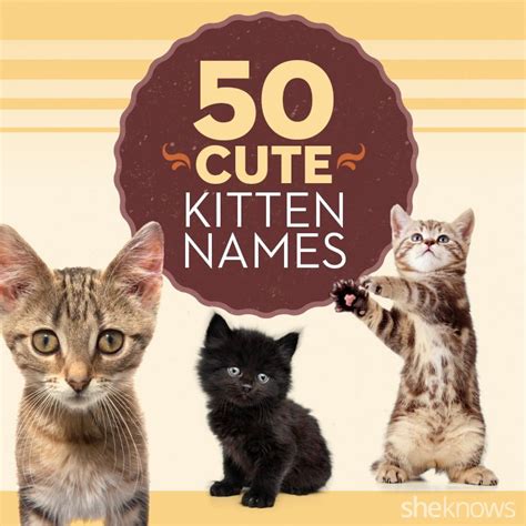 Adorable Names For Your New Kitten You May Not Have Considered Kitten